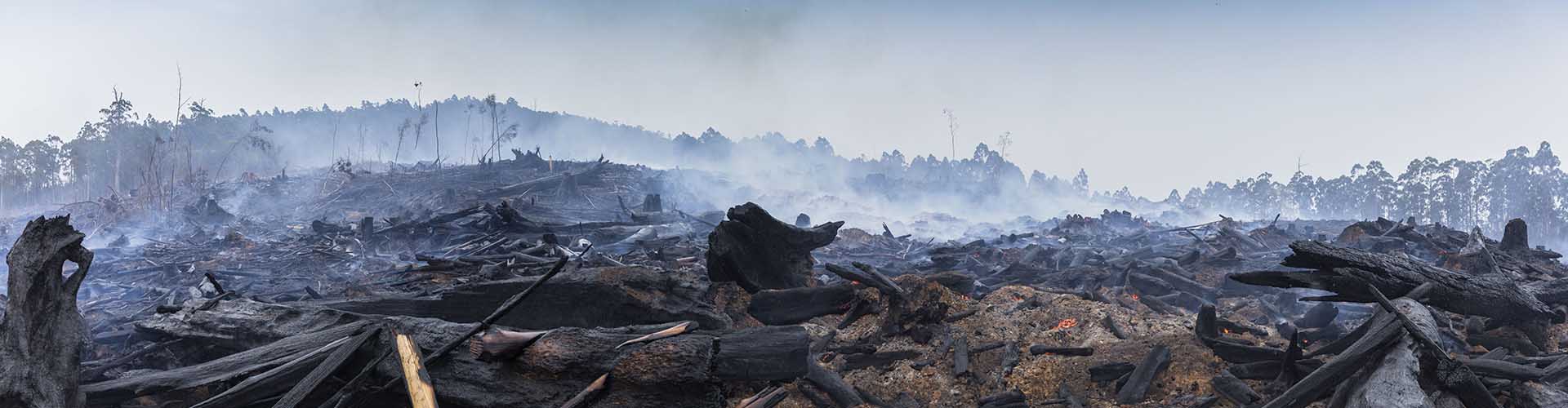 Eyecon supports National Bushfire Disaster Appeal | Eyecon Limited